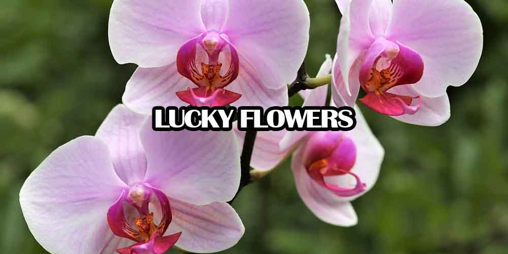Lucky Flowers and Lucky Plants: Ones that Bring Good Luck GamingZion